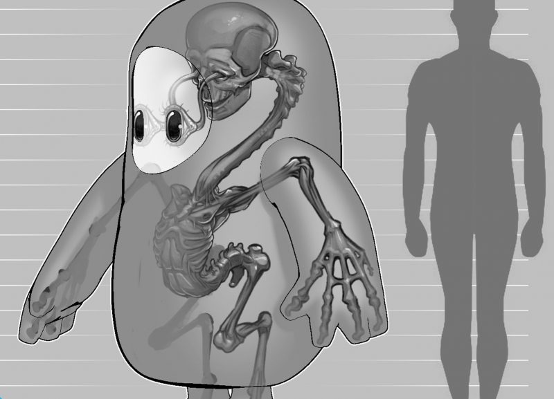 Fall Guys: Estúdio revela a anatomia dos personagens e eles são ...