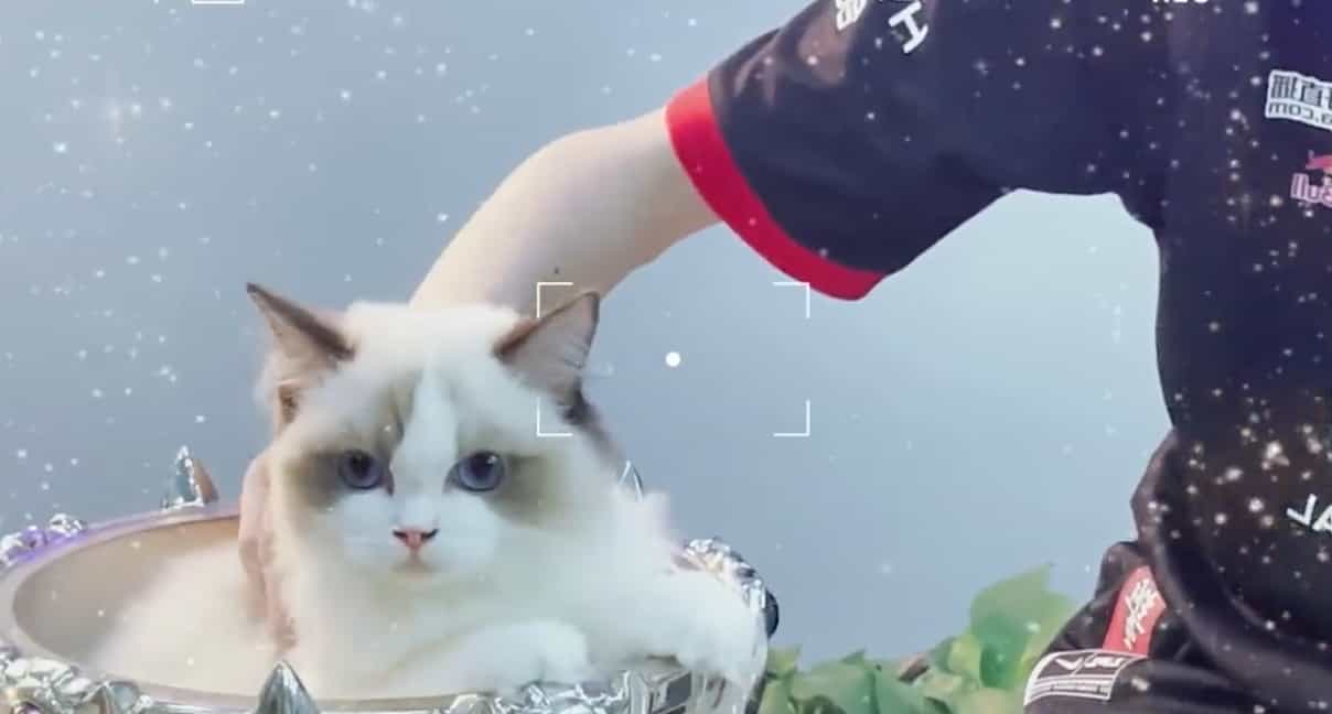 LoL: Vídeo da Yuumi EDG tem gata de Meiko em taça do Worlds - Mais Esports